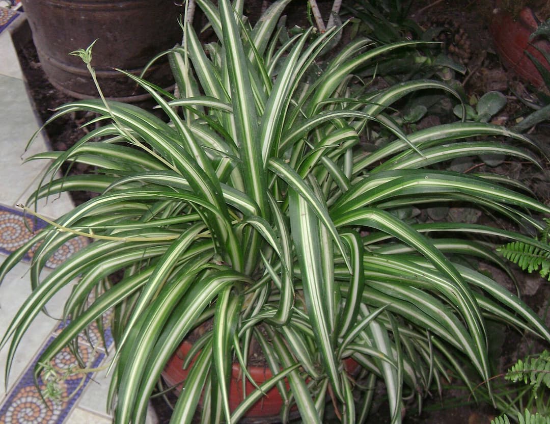 نبات العنكبوت - Spider Plant | بستاني | Ain Bustani